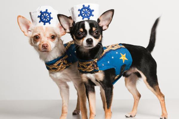 New York's Best Dressed Dogs